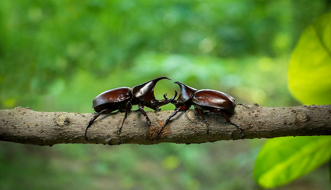 The Little Five: Africa's Smaller Must-See Animals on Safari