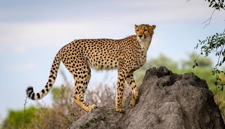 African Animal Facts: Interesting Facts about Cheetahs | African Safari