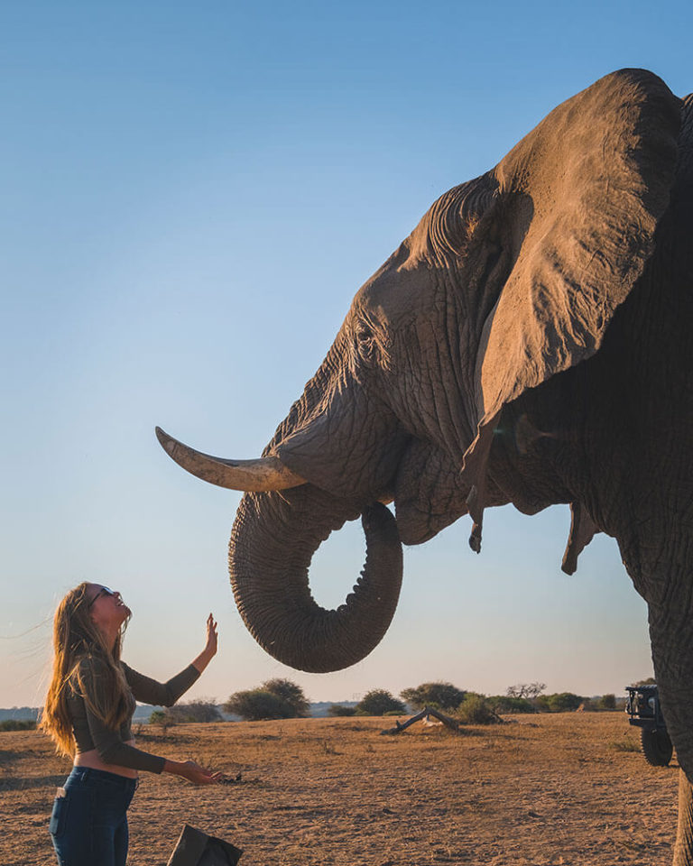 Ethical Elephant Encounter at Camp Jabulani in the Kruger National Park